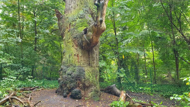 Dicke Marie – Berlin affin