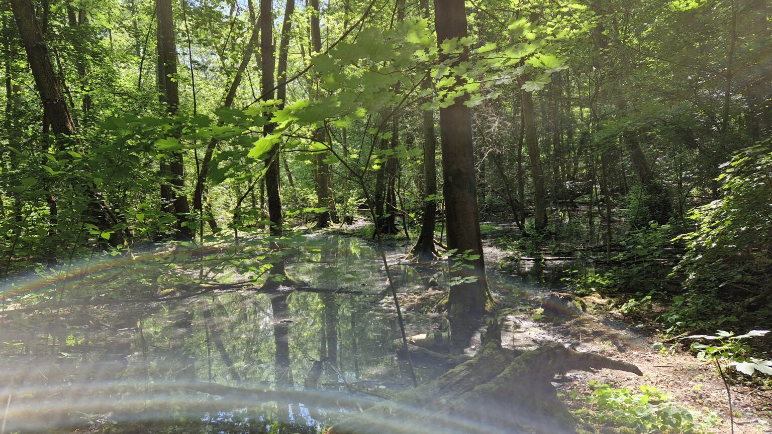 Die Krumme Lanke – Berlin affin